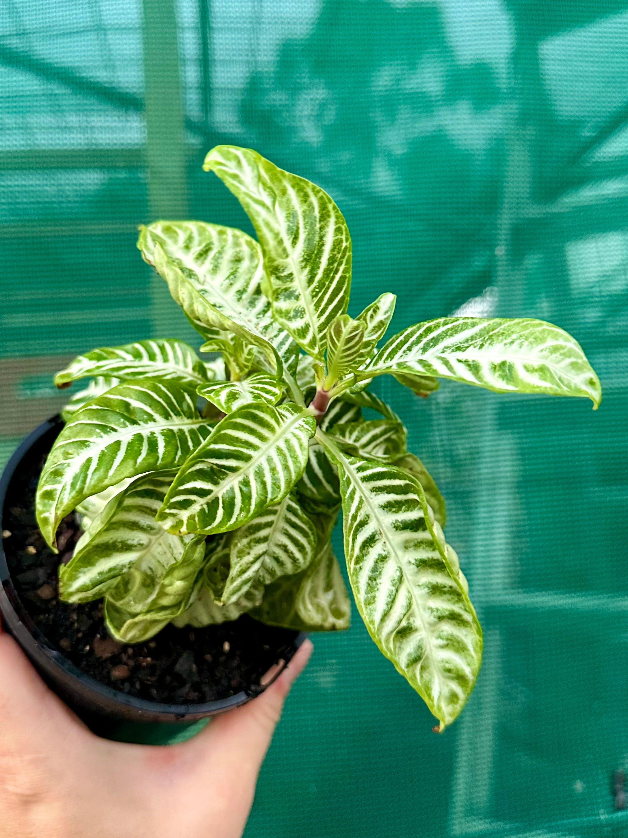 All Plants | Aroids Australia
