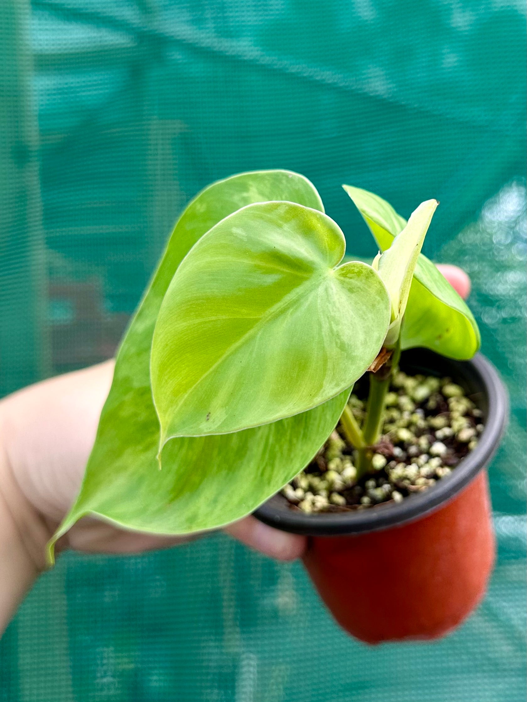 Philodendron Heart-leaf Variegated | Aroids Australia