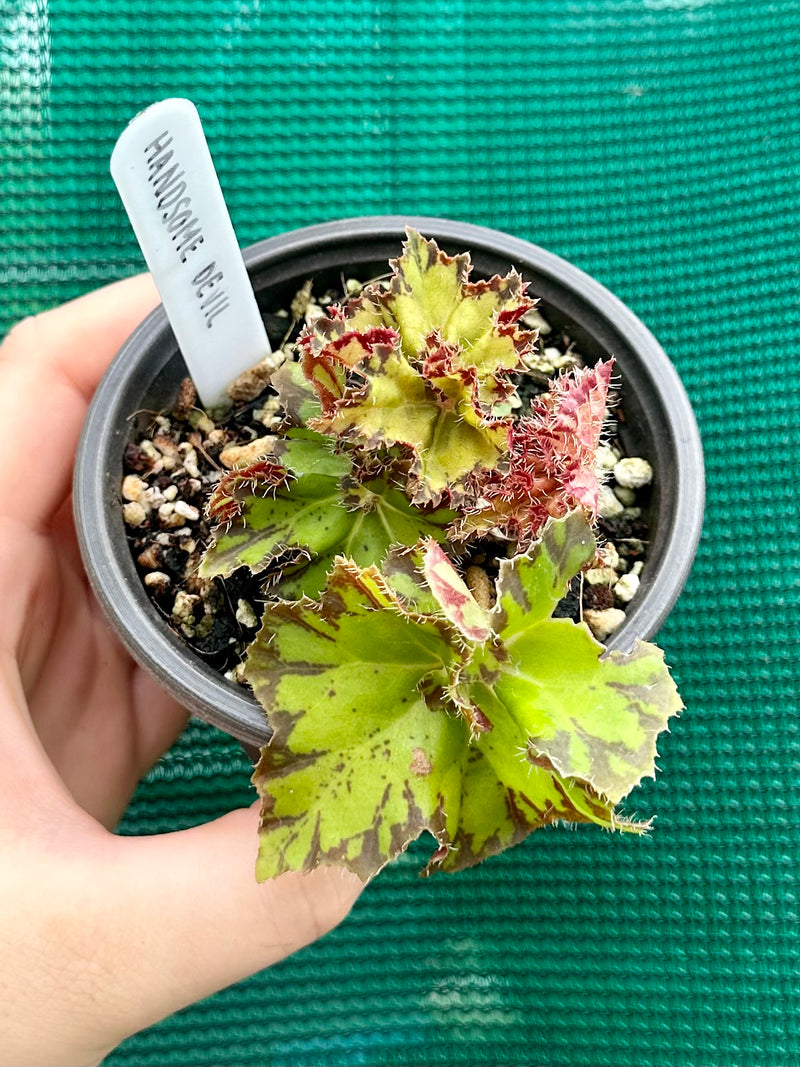 All Plants - Page 2 | Aroids Australia