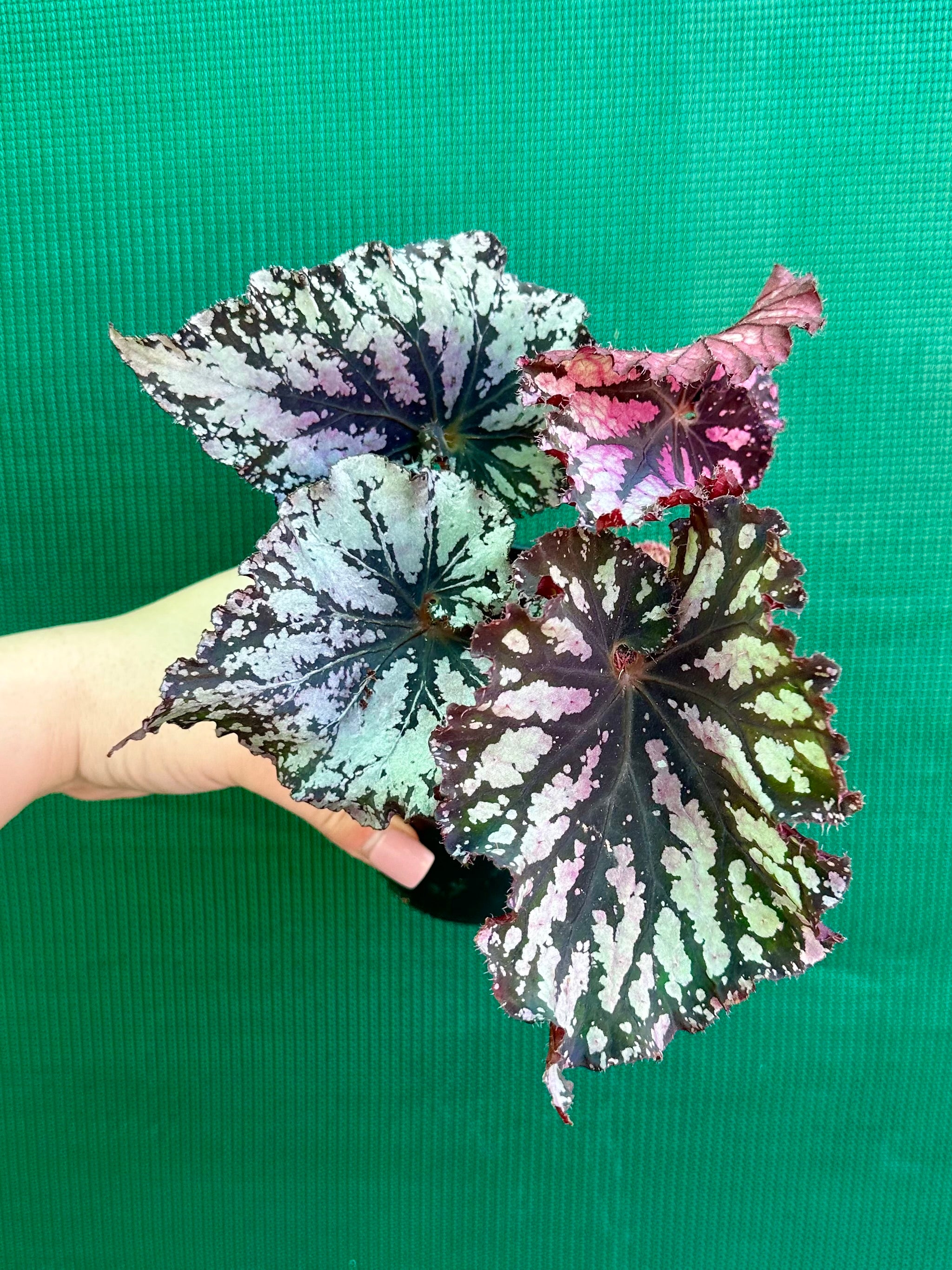 All Plants | Aroids Australia
