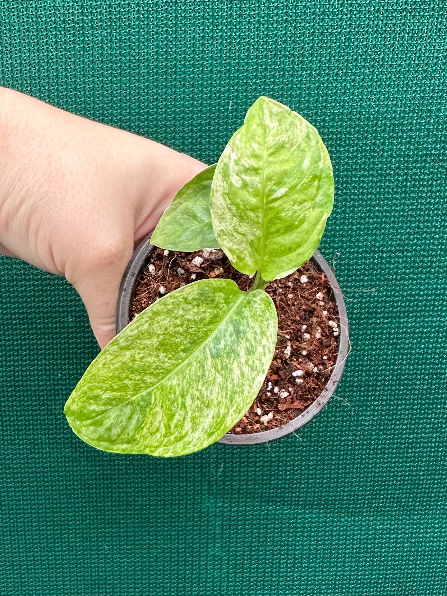 Monstera ‘Laniata Variegata Mint’ | Aroids Australia