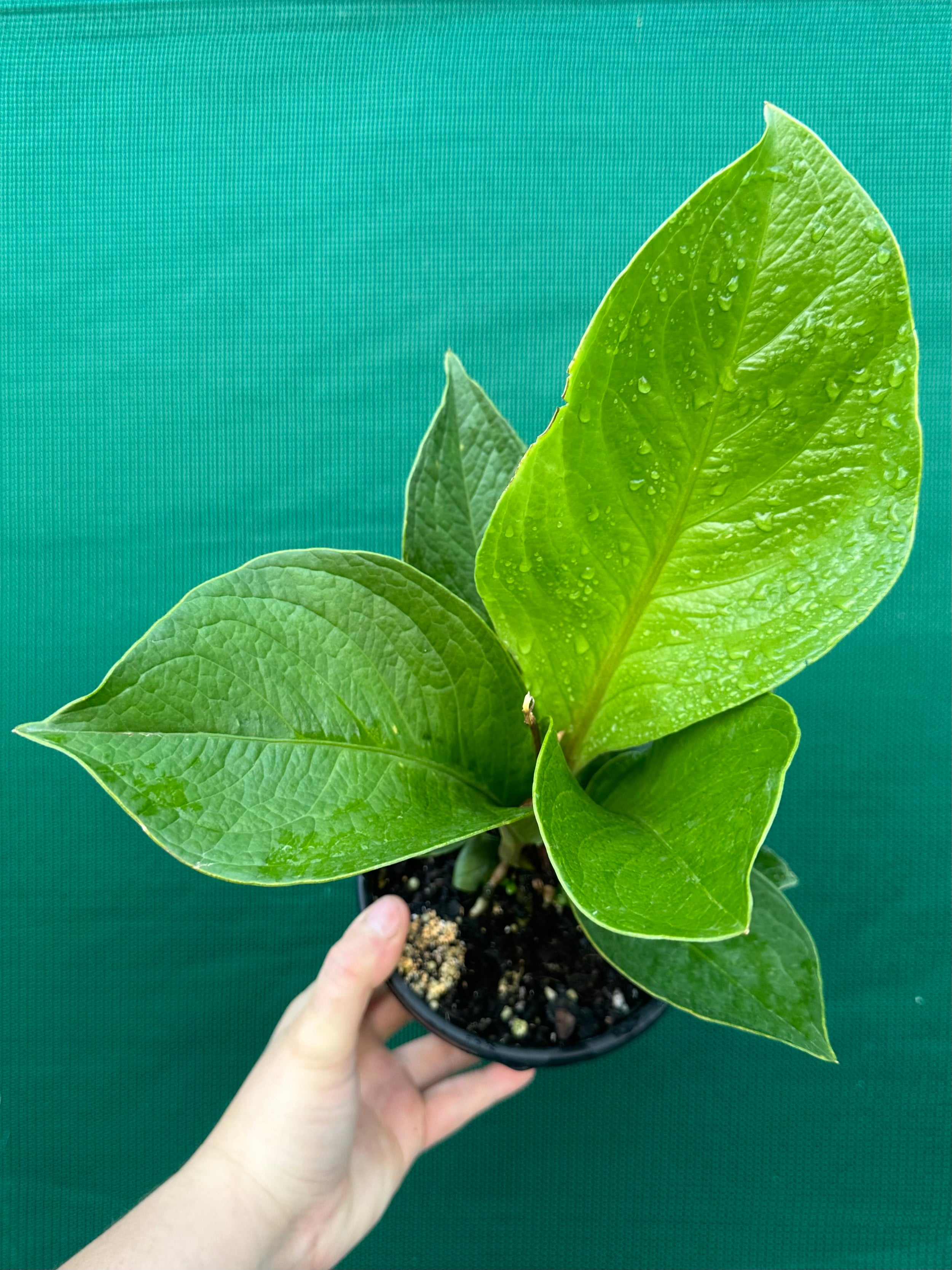 All Plants | Aroids Australia