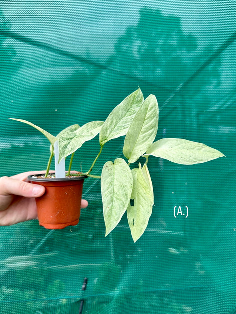 Monstera ‘Laniata Variegata Mint’ | Aroids Australia