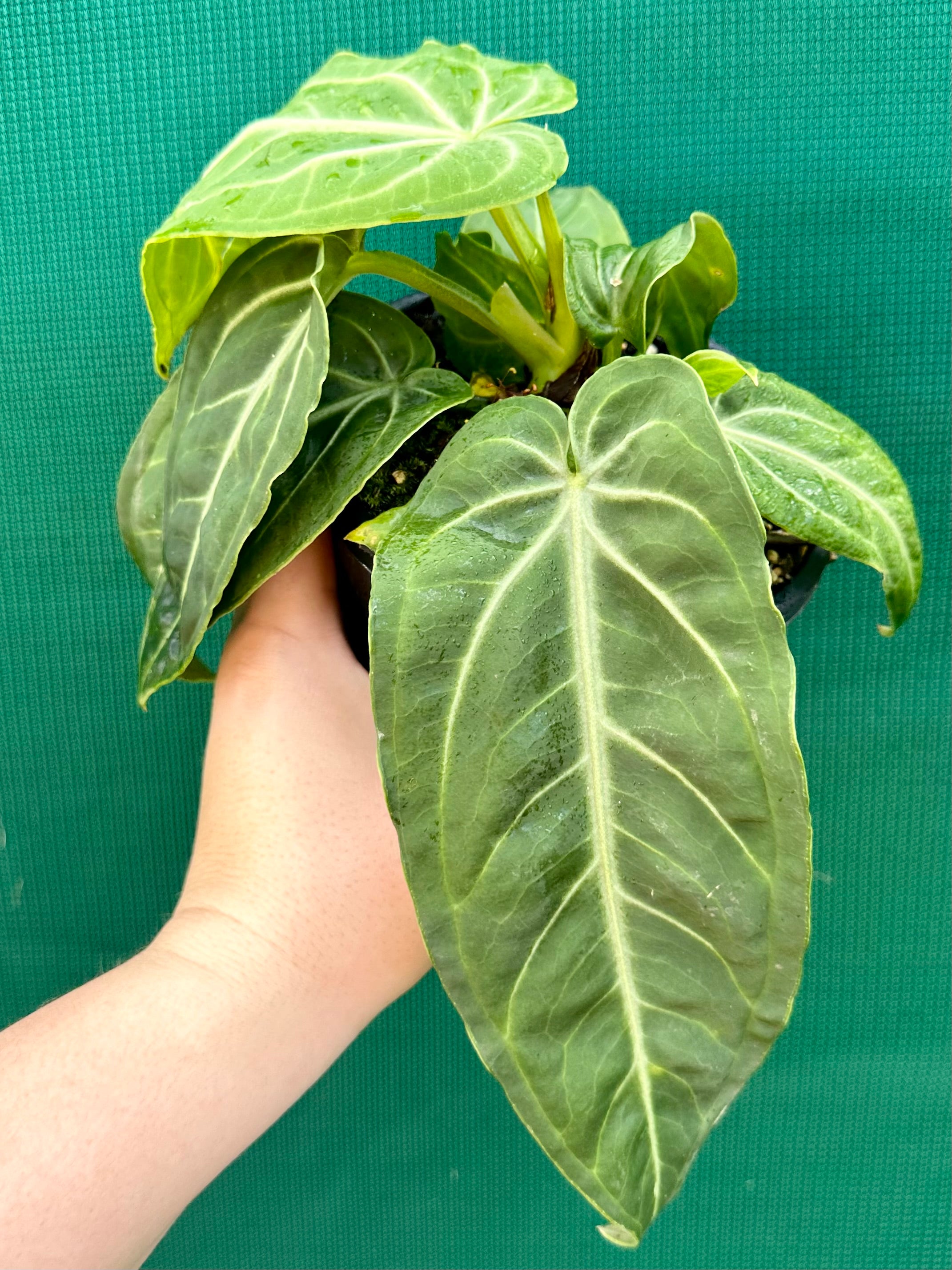 All Plants | Aroids Australia
