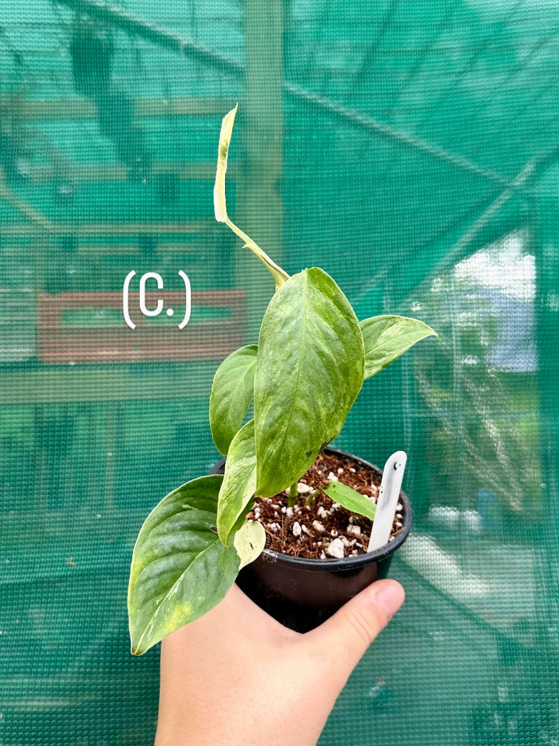 Monstera ‘Laniata Variegata Mint’ | Aroids Australia
