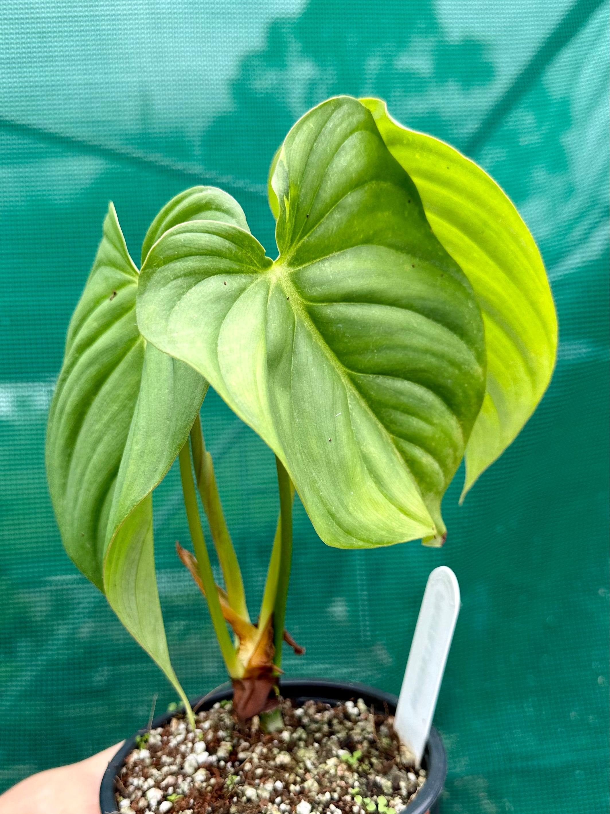 Aroids Australia | Aroids Australia