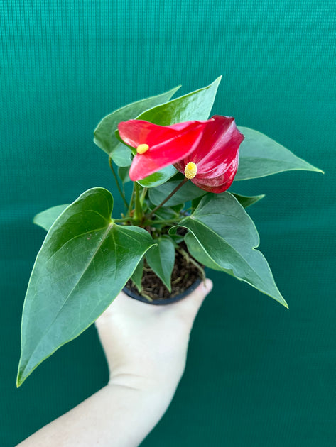 Anthurium NOID 3 | Aroids Australia