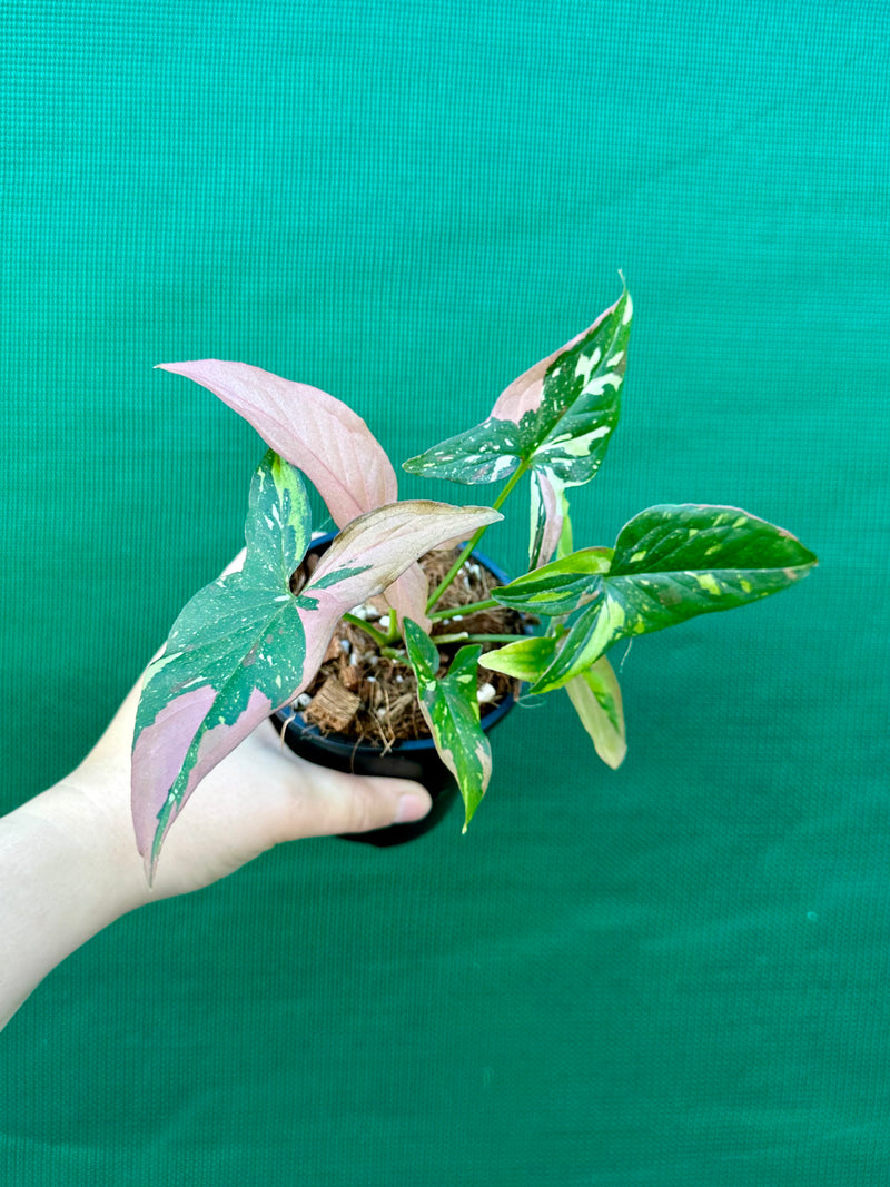 Syngonium ‘Red Spot Tri-Colour’ | Aroids Australia