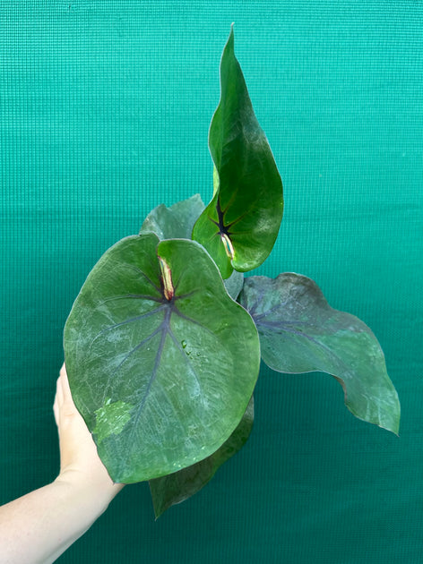 Caladium NOID 21 | Aroids Australia