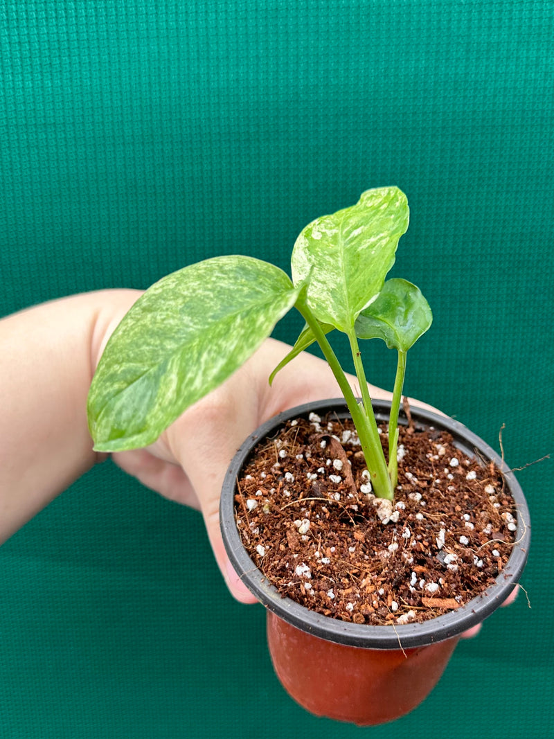 Monstera ‘Laniata Variegata Mint’ | Aroids Australia