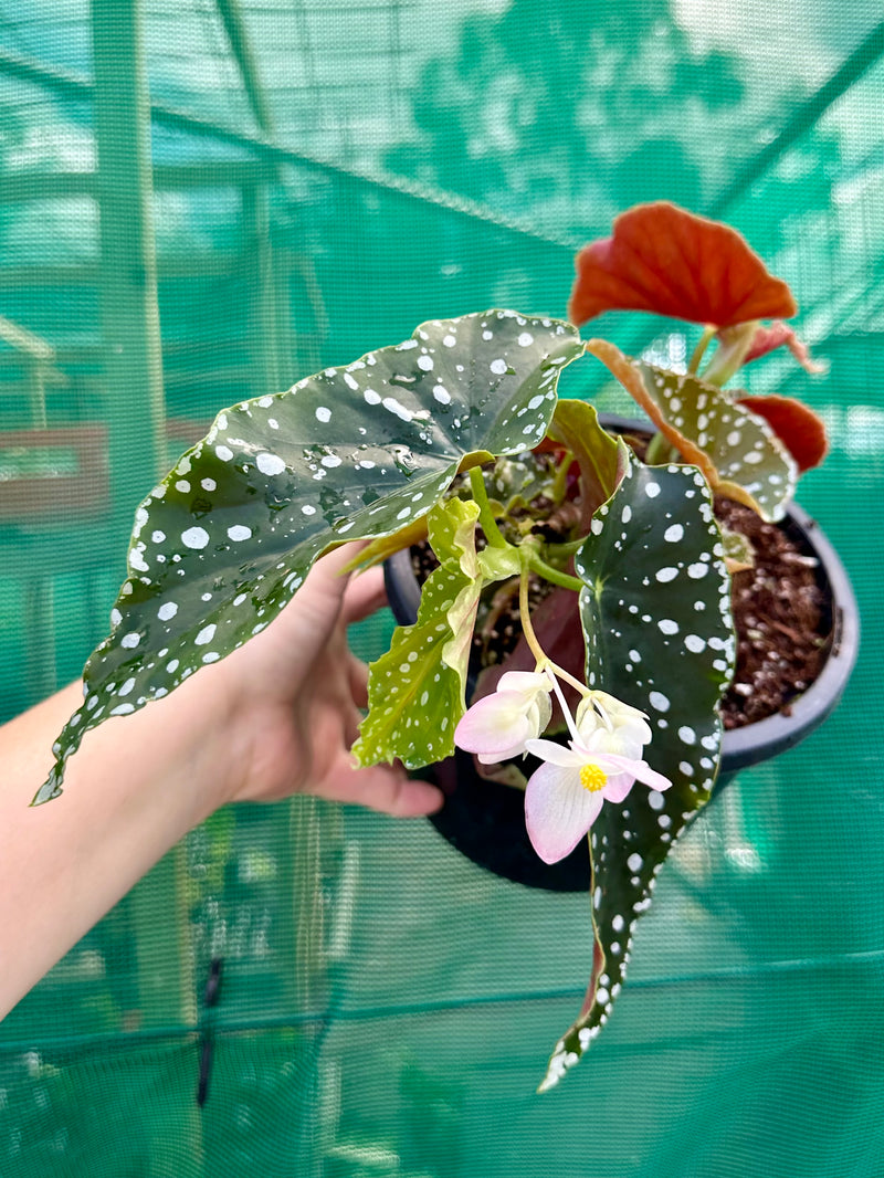 Begonia Collection - Tagged "Aroids" | Aroids Australia