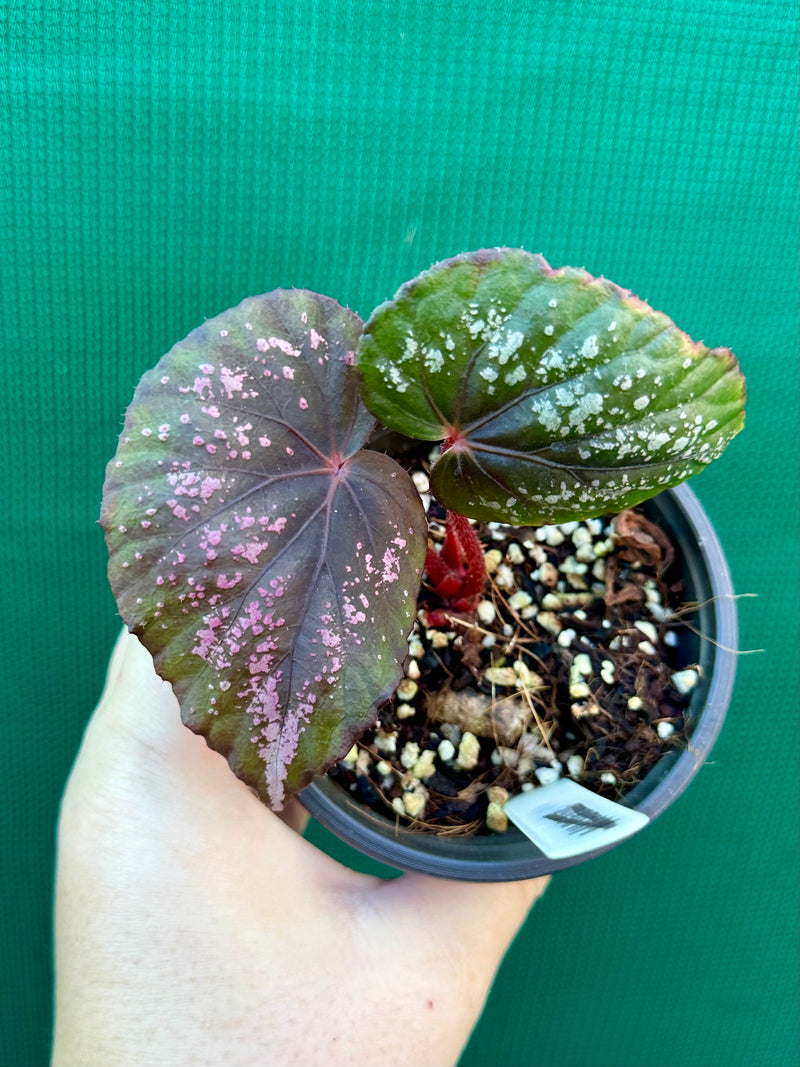 Begonia Collection - Page 3 | Aroids Australia