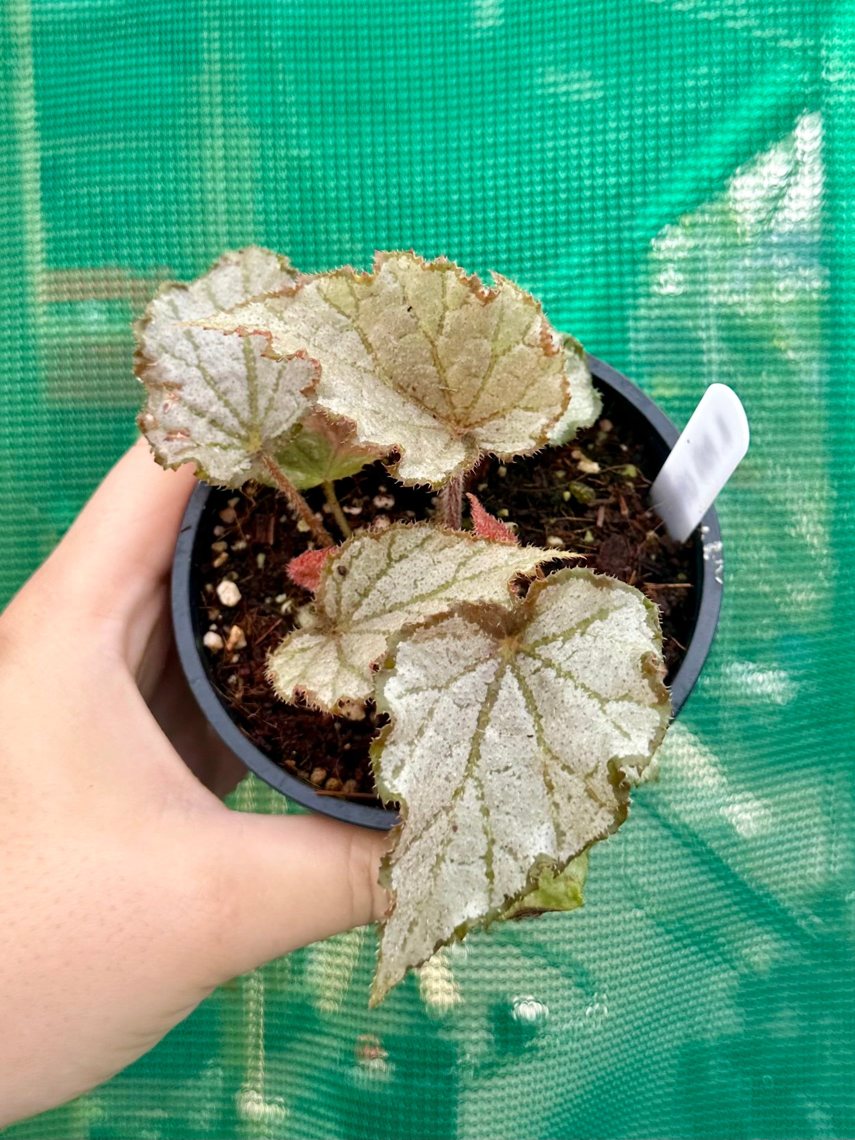 Begonia Collection - Page 3 | Aroids Australia