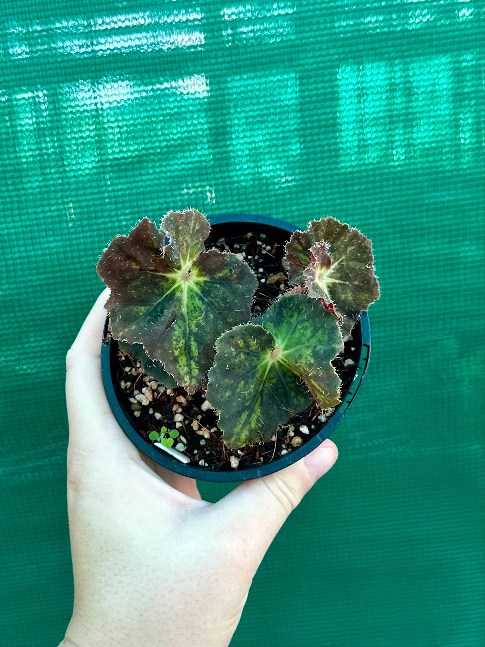 Begonia Collection - Page 3 | Aroids Australia