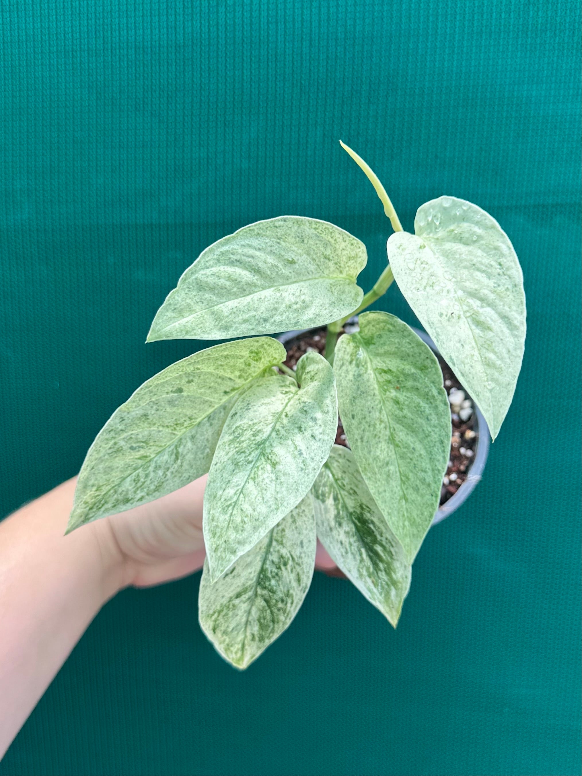 Monstera ‘Laniata Variegata Mint’ | Aroids Australia