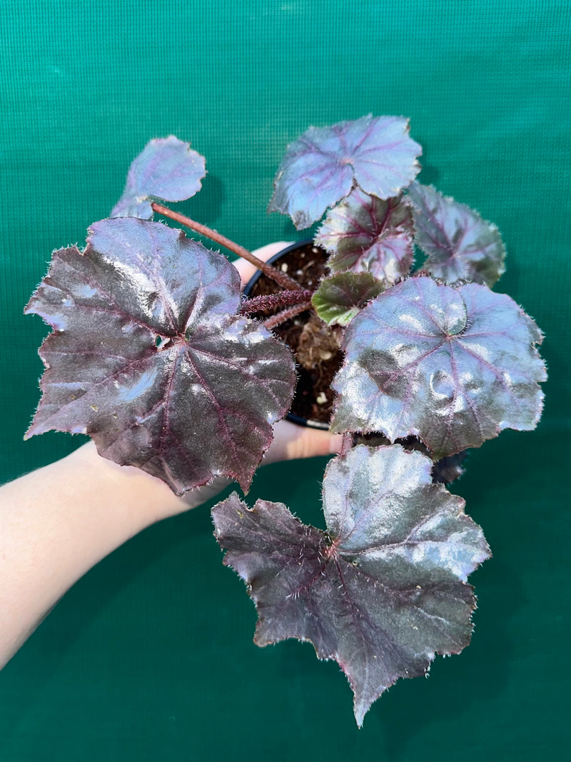 All Plants - Page 3 | Aroids Australia