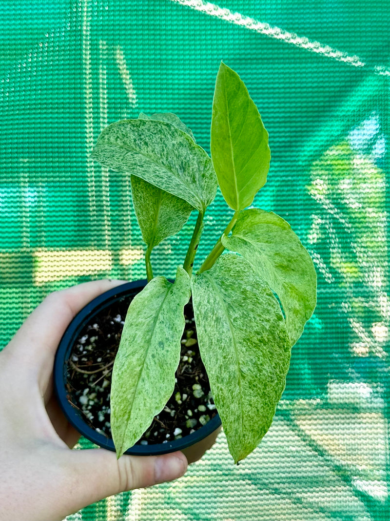 Monstera ‘Laniata Variegata Mint’ | Aroids Australia