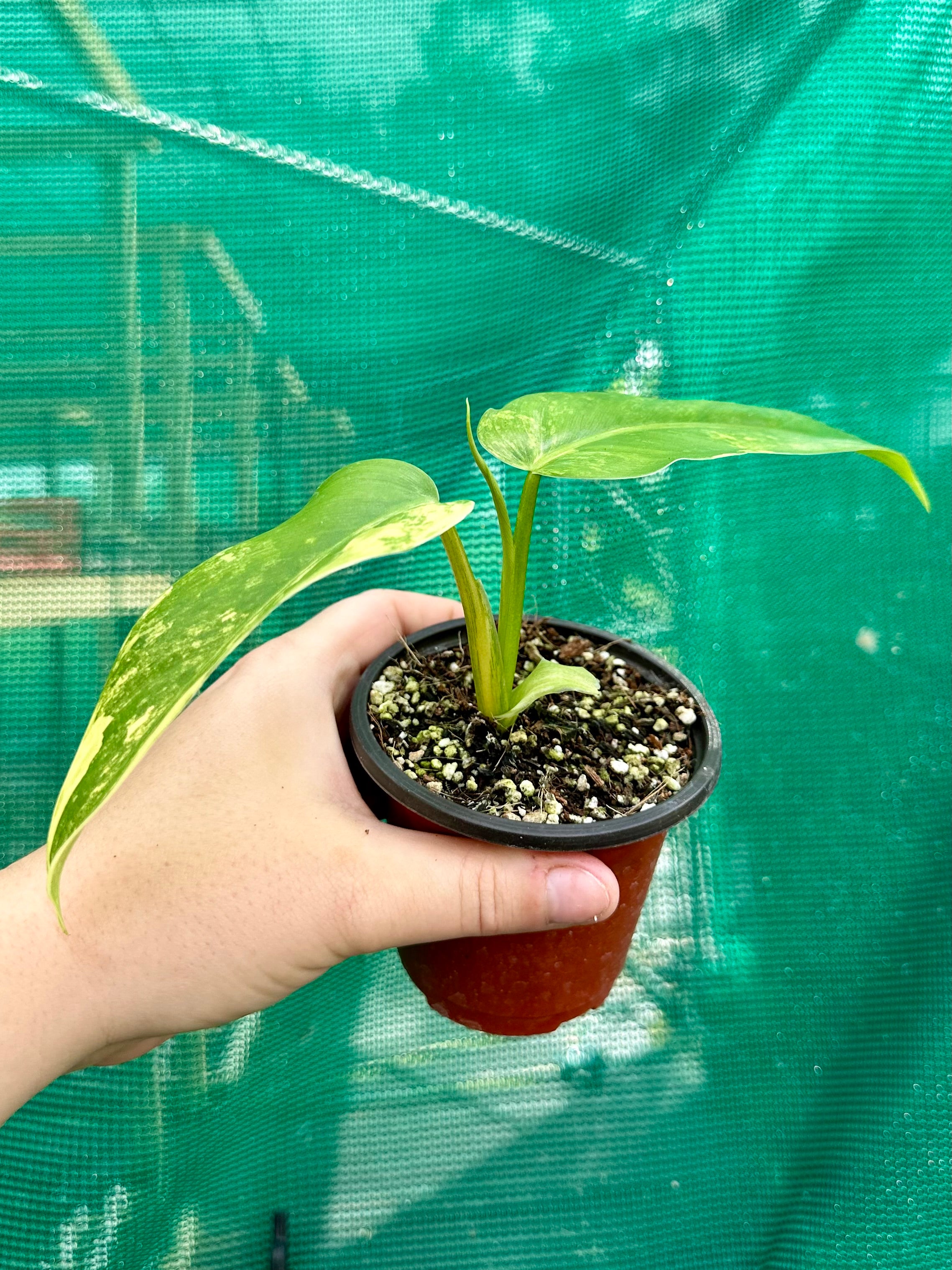 Philodendron ‘Domesticum Variegated’ | Aroids Australia