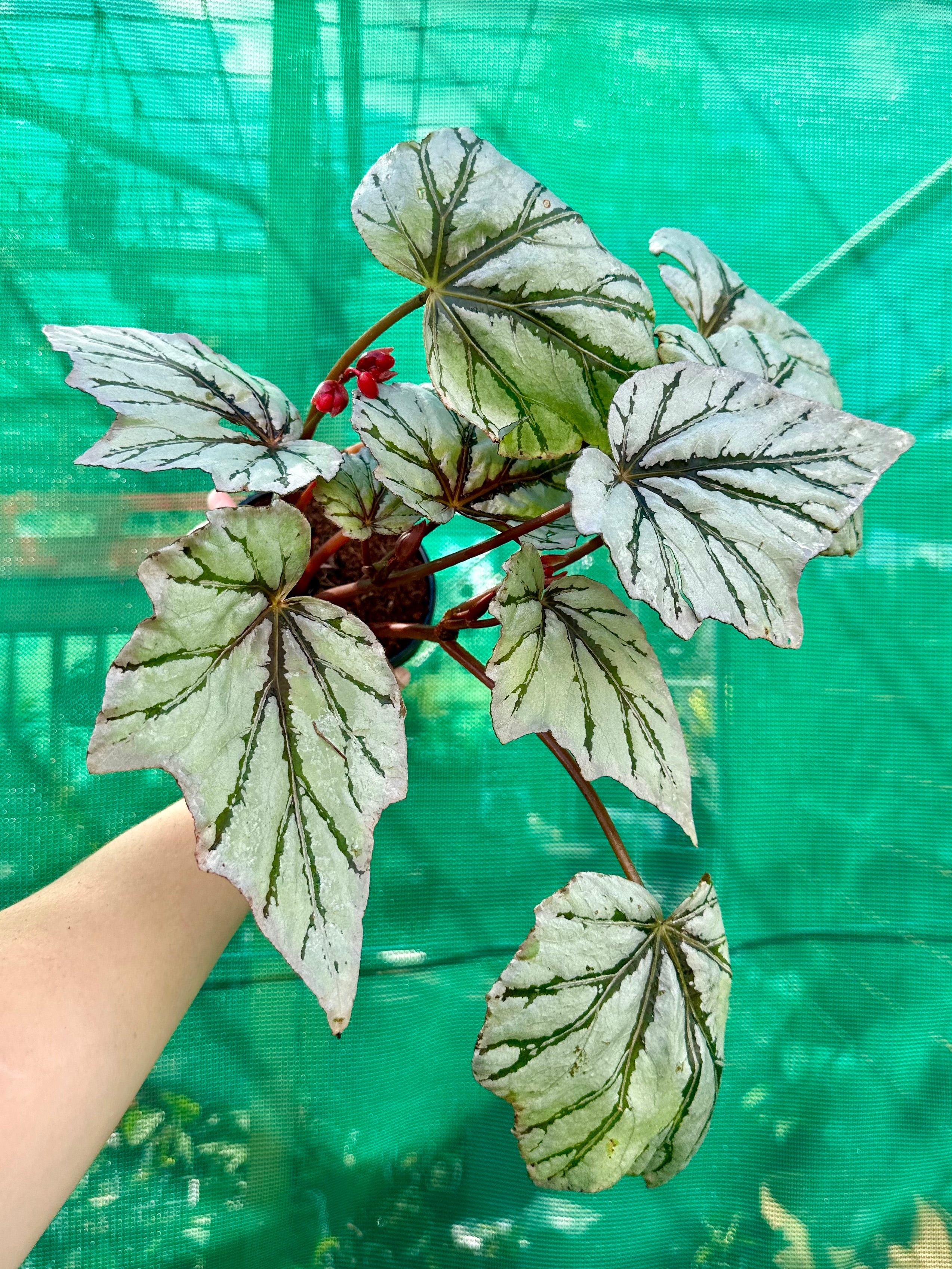 All Plants | Aroids Australia