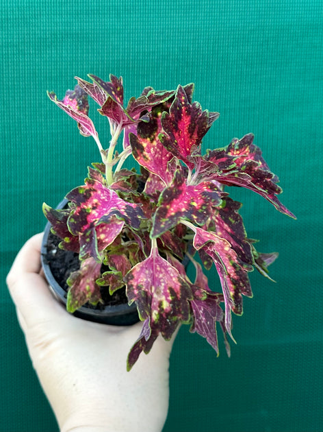 Coleus NOID 5 | Aroids Australia