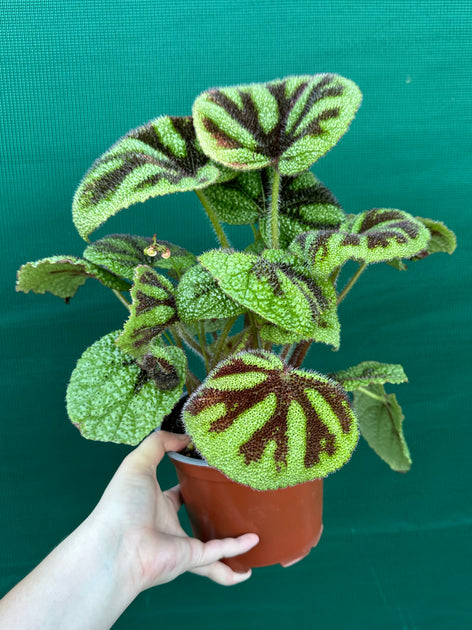 Begonia masoniana NEW | Aroids Australia