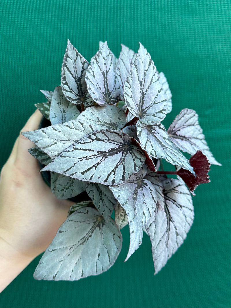 Begonia Collection - Tagged "Aroids" | Aroids Australia