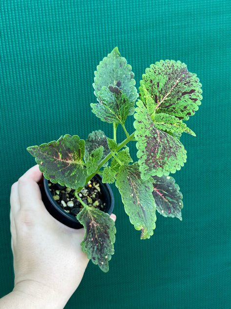 Coleus NOID 18 | Aroids Australia