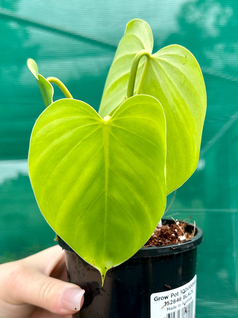 Rare Plants | Aroids Australia