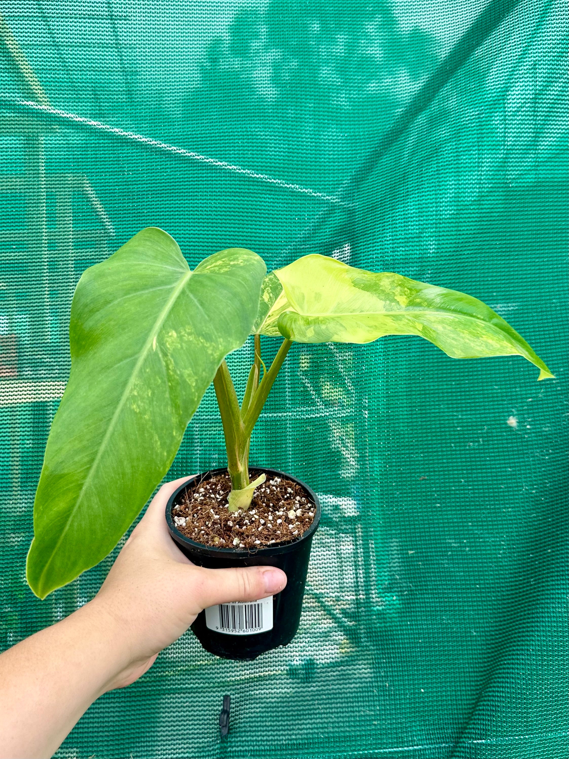 Philodendron ‘Domesticum Variegated’ | Aroids Australia