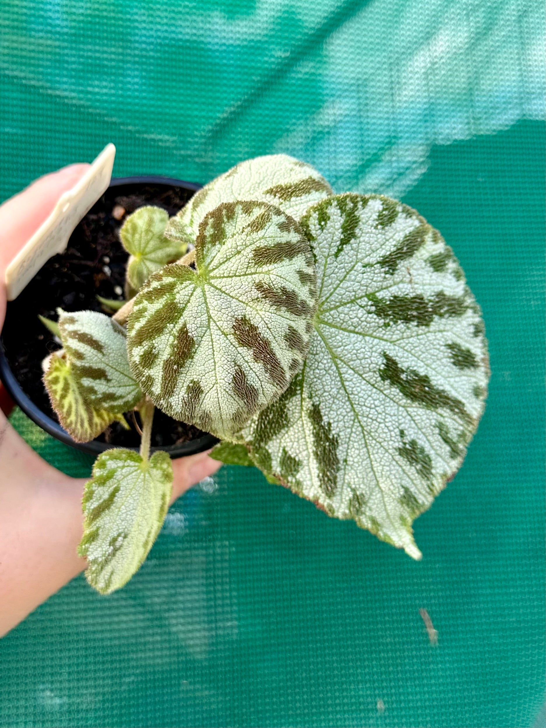 All Plants | Aroids Australia