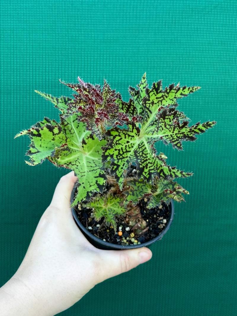 Begonia Collection - Tagged "Aroids" | Aroids Australia