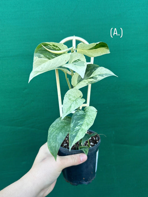 Monstera ‘Laniata Variegata Mint’ | Aroids Australia