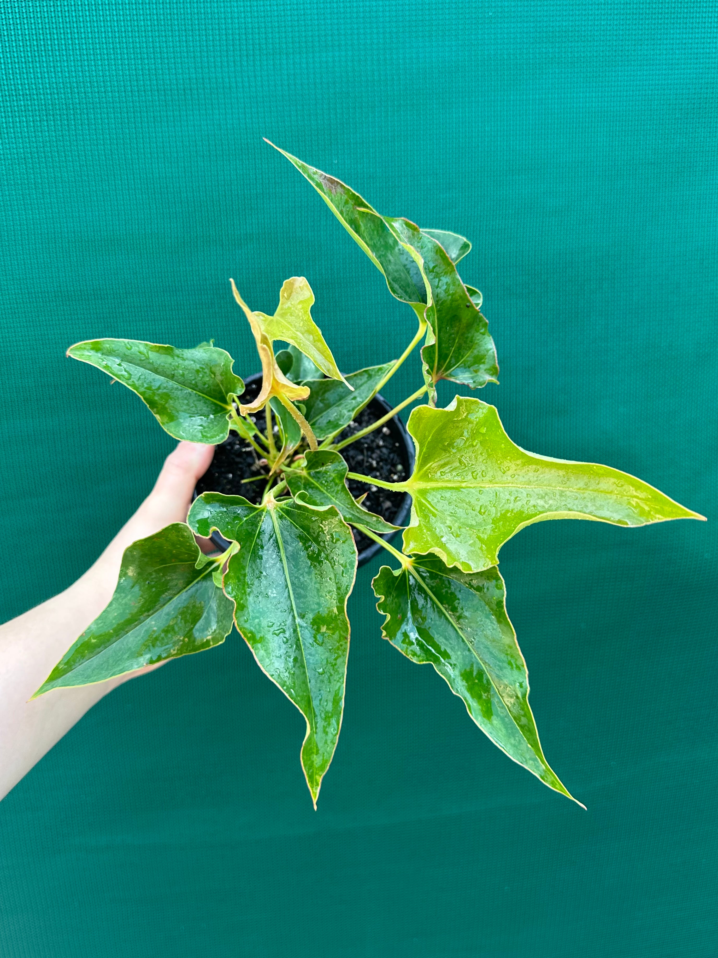 All Plants | Aroids Australia