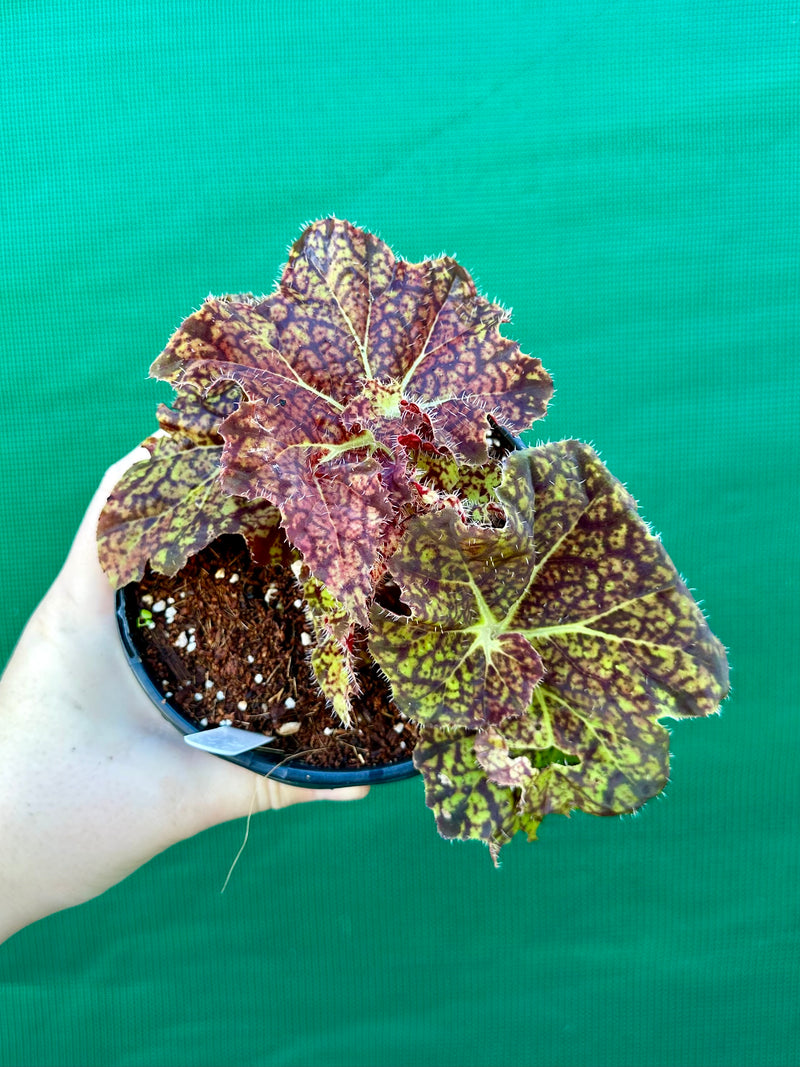 New Plants | Aroids Australia