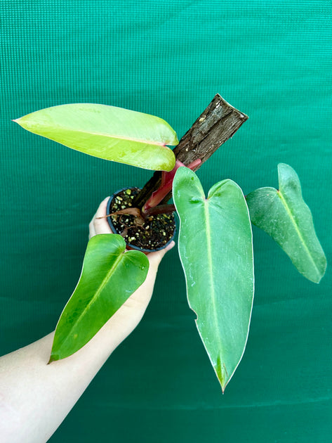 Philodendron ‘Red Princess’ | Aroids Australia