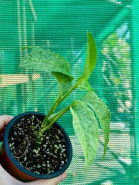 Monstera ‘Laniata Variegata Mint’ | Aroids Australia