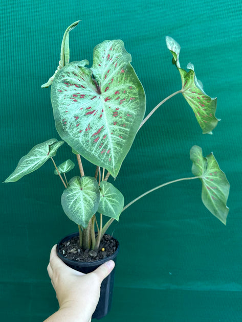 Caladium ‘Gingerland’ | Aroids Australia
