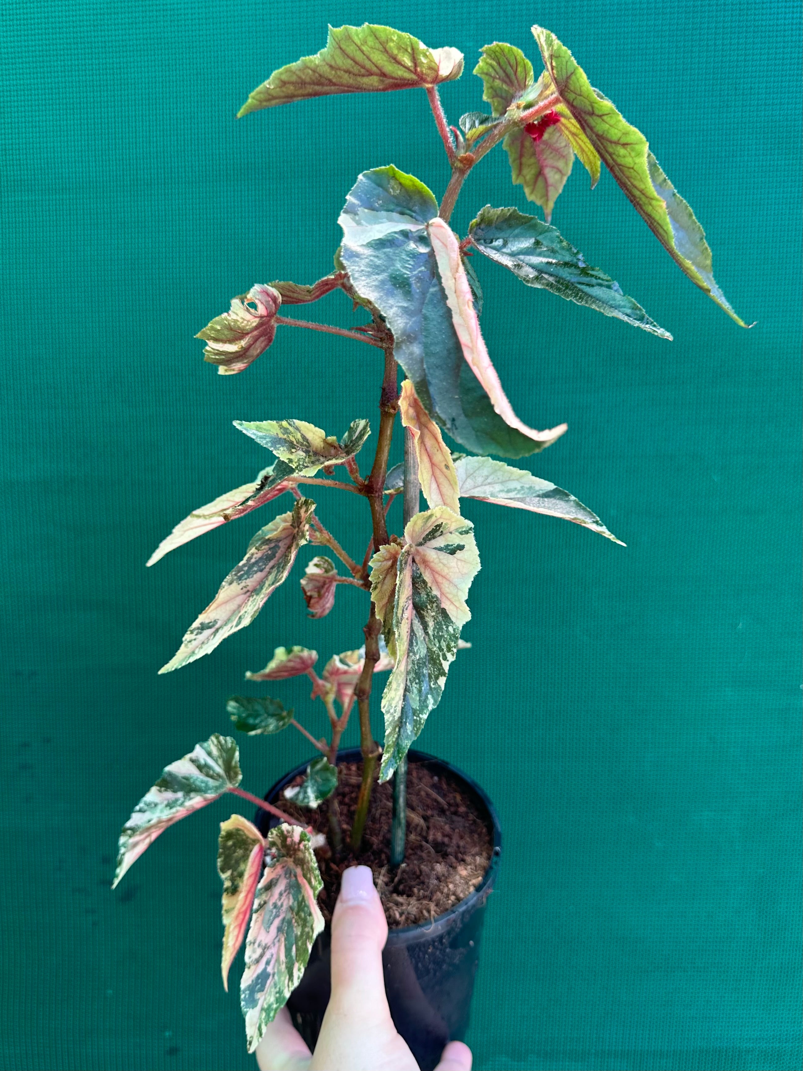 Begonia Collection | Aroids Australia