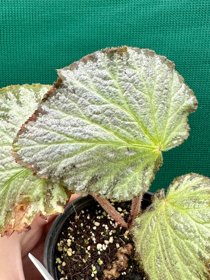 All Plants - Page 2 | Aroids Australia