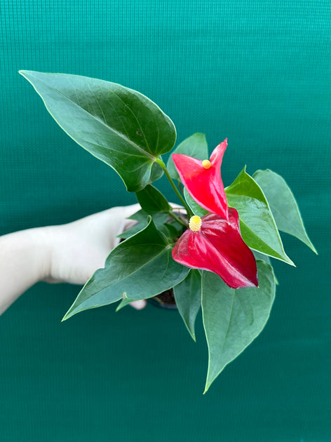Anthurium NOID 3 | Aroids Australia