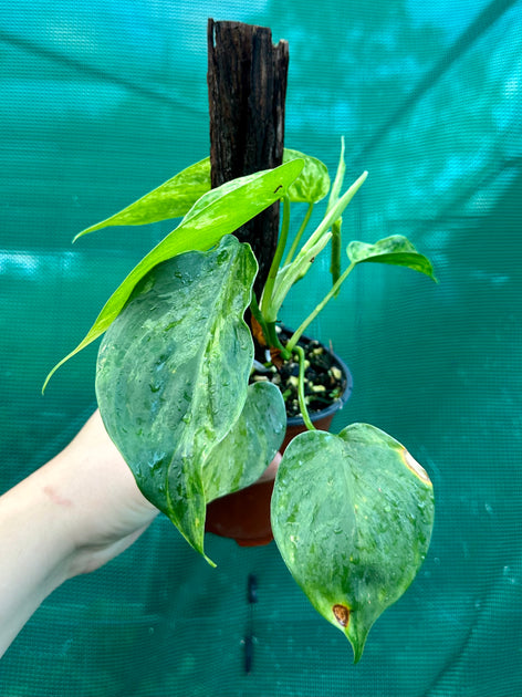 Philodendron Heart-leaf Variegated | Aroids Australia