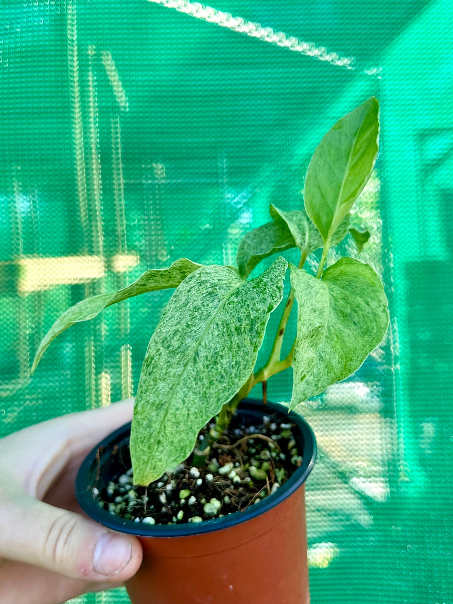 Monstera ‘Laniata Variegata Mint’ | Aroids Australia