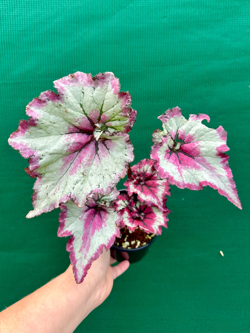 Begonia Collection - Tagged "Aroids" | Aroids Australia