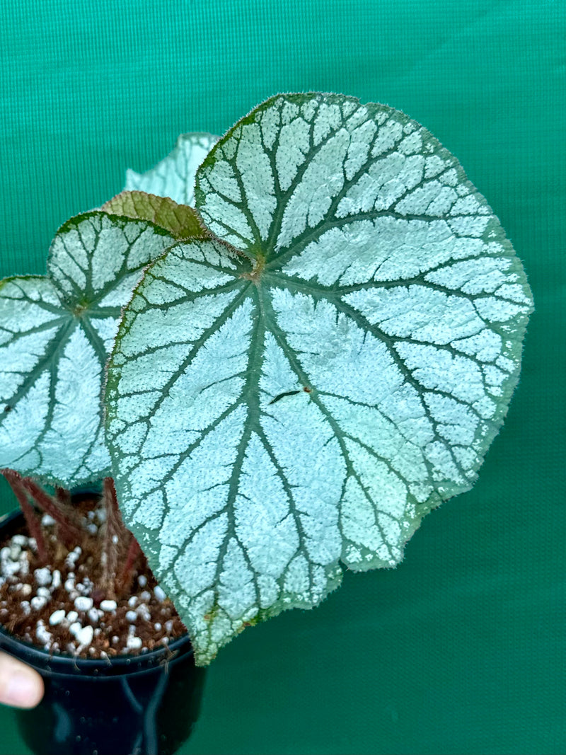 All Plants - Page 5 | Aroids Australia