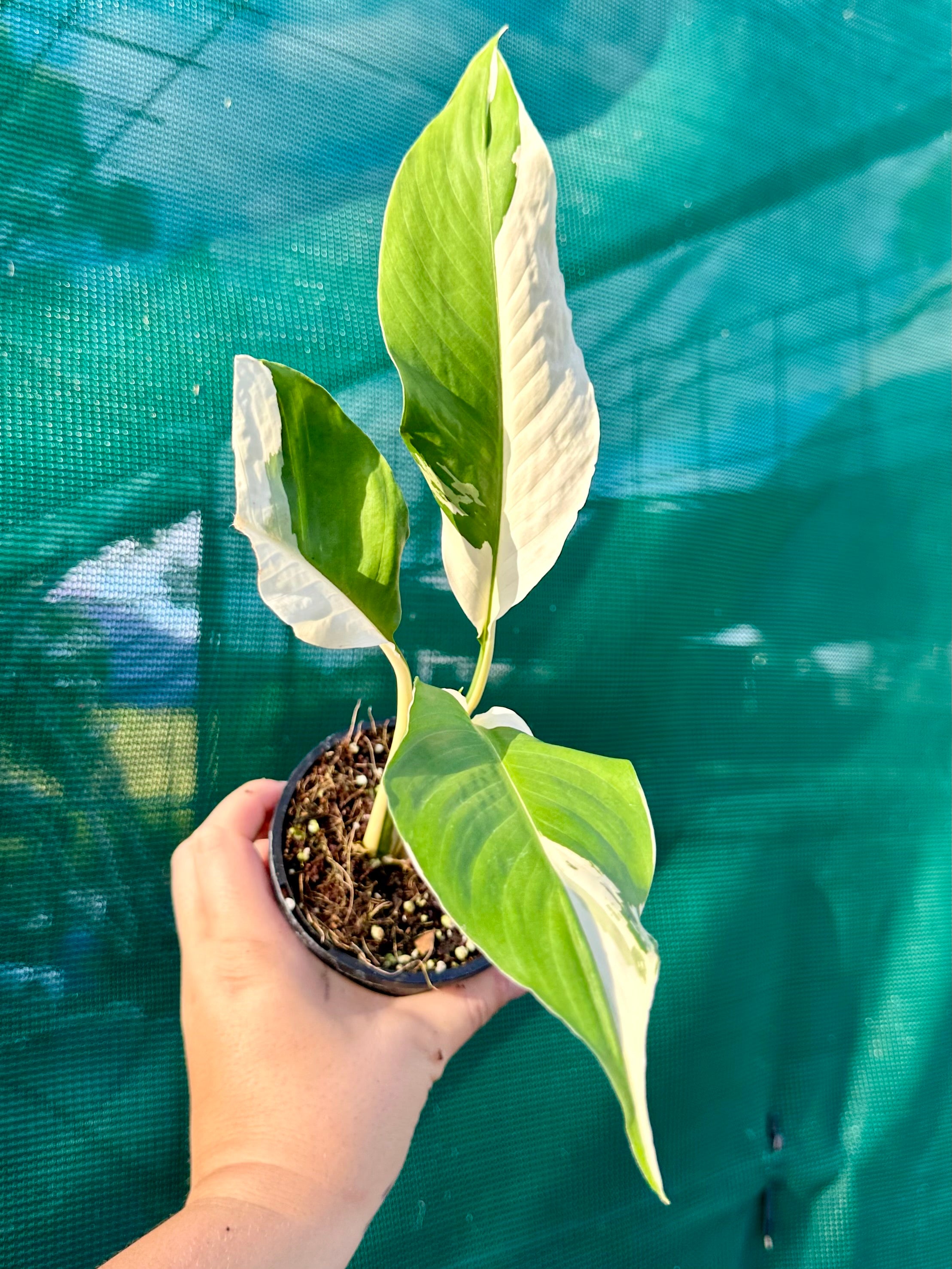 Aroids Australia | Aroids Australia