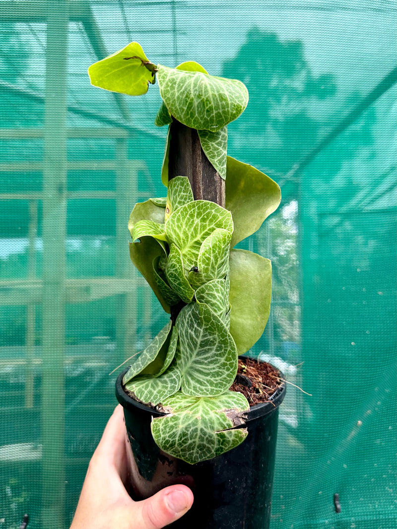 Rhaphidophora Cryptantha | Aroids Australia