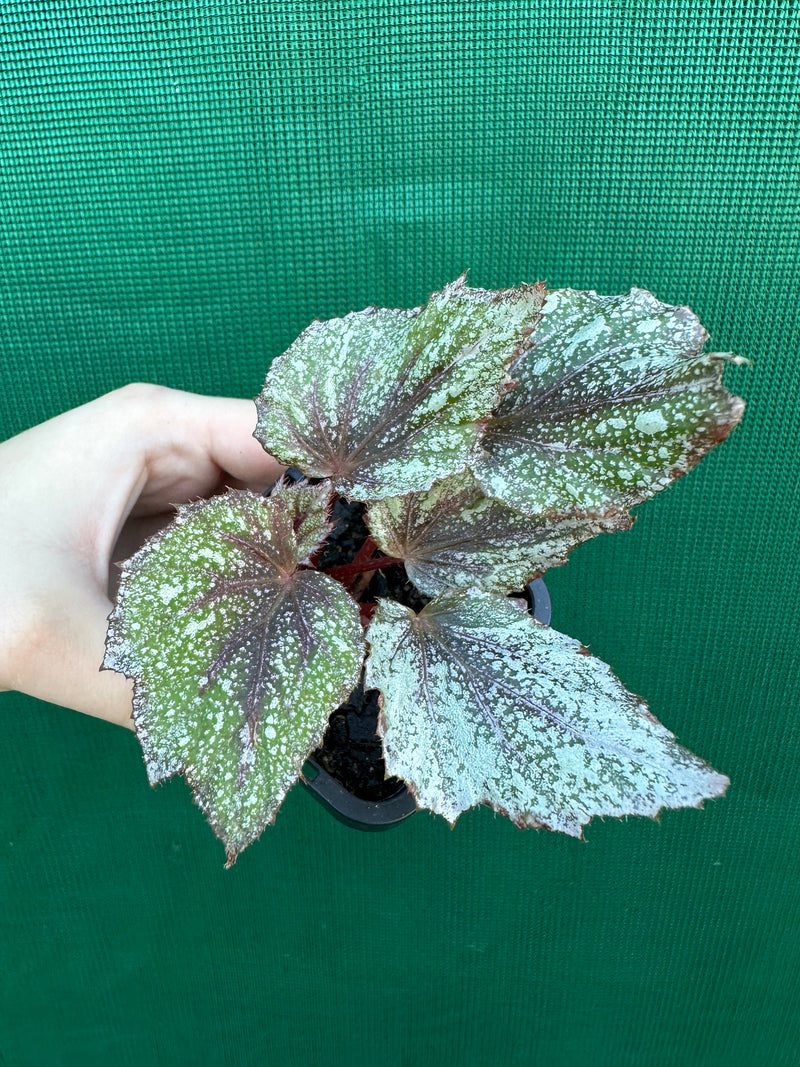 Begonia Collection - Page 3 | Aroids Australia