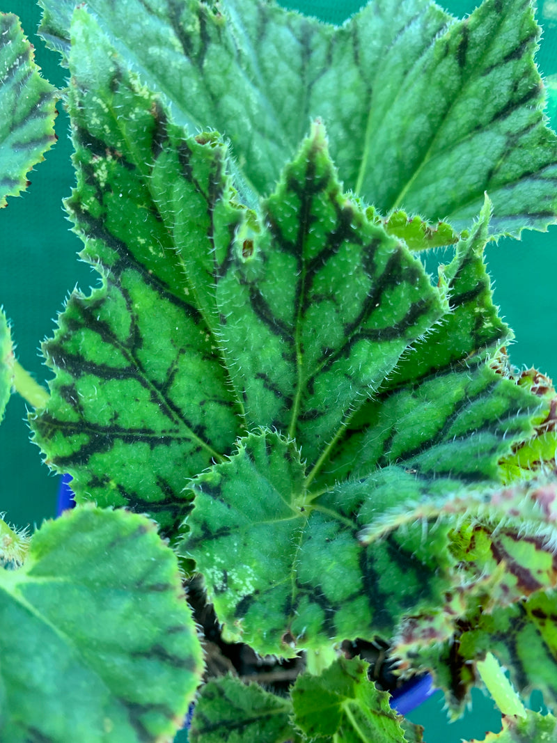 Begonia Collection | Aroids Australia