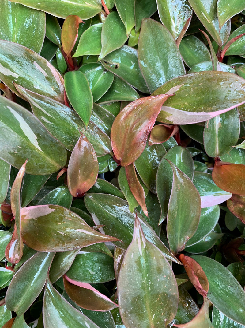 Rare Plants | Aroids Australia